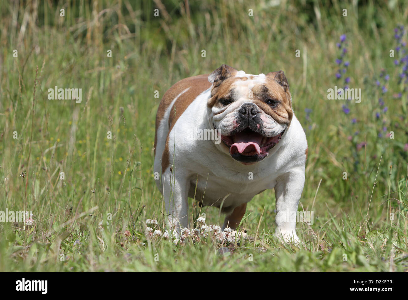 Dog english bulldog adult standing hi-res stock photography and images ...