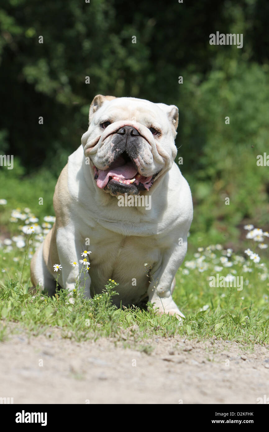 Prognathism Stock Photos & Prognathism Stock Images - Alamy