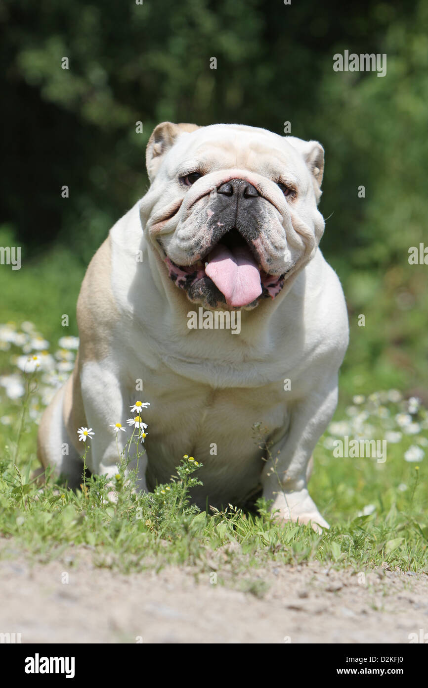 Dog English Bulldog adult sitting in a garden Stock Photo - Alamy
