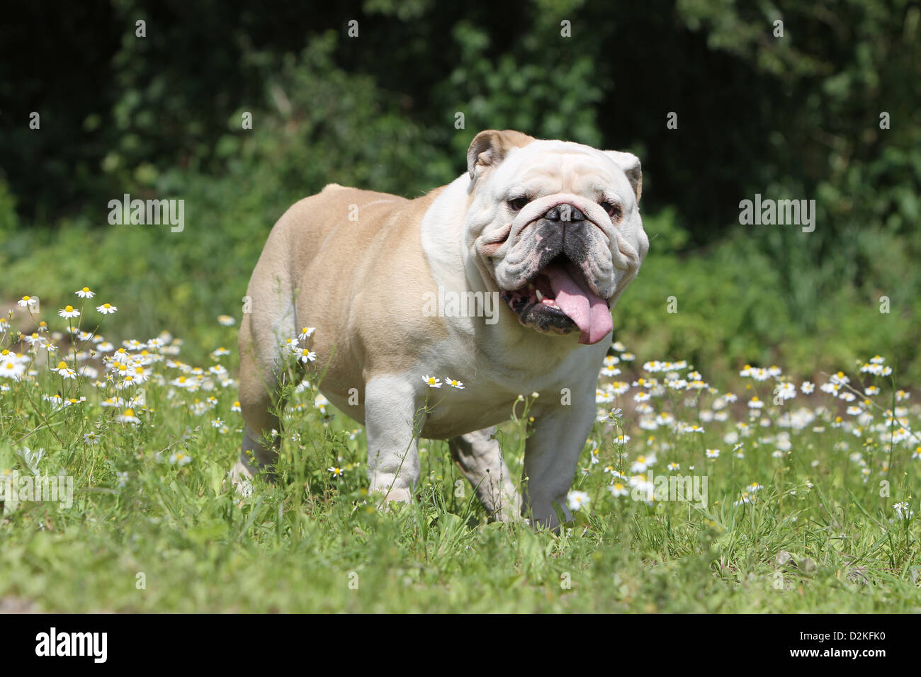 Dog English Bulldog adult standing in a meadow Stock Photo - Alamy