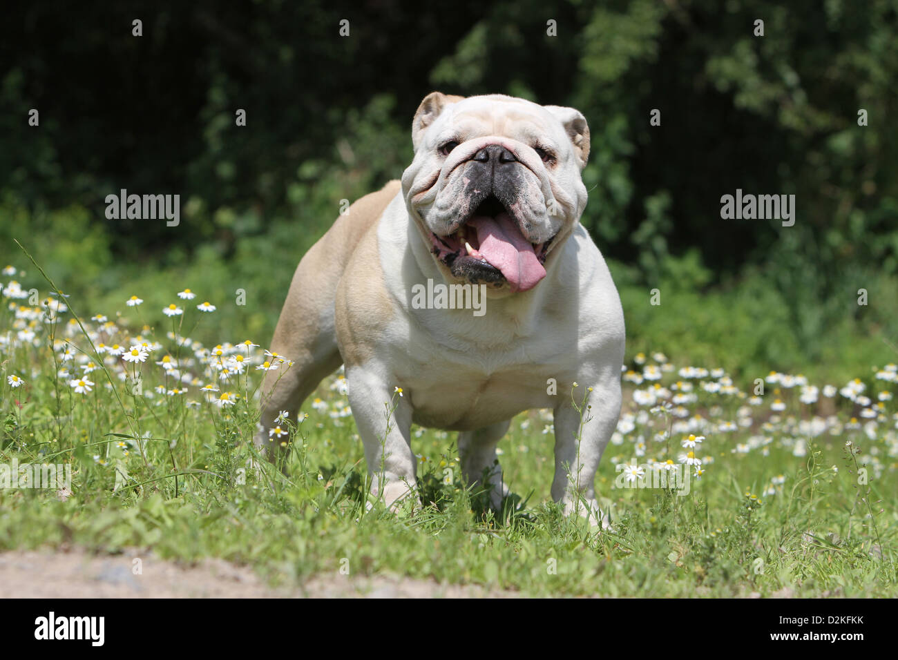 Dog English Bulldog adult standing in a meadow Stock Photo - Alamy