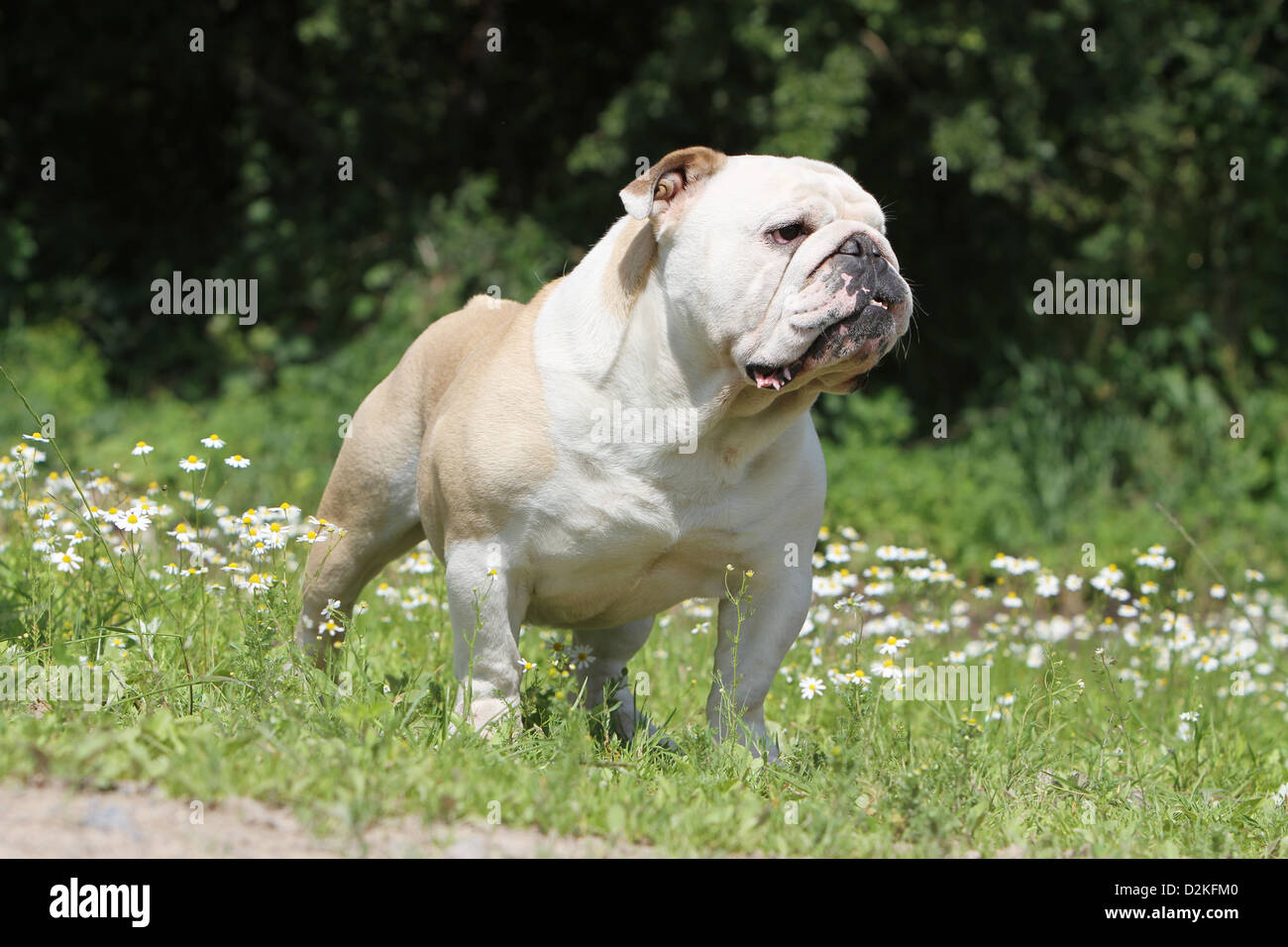 Dog english bulldog adult standing hi-res stock photography and images ...