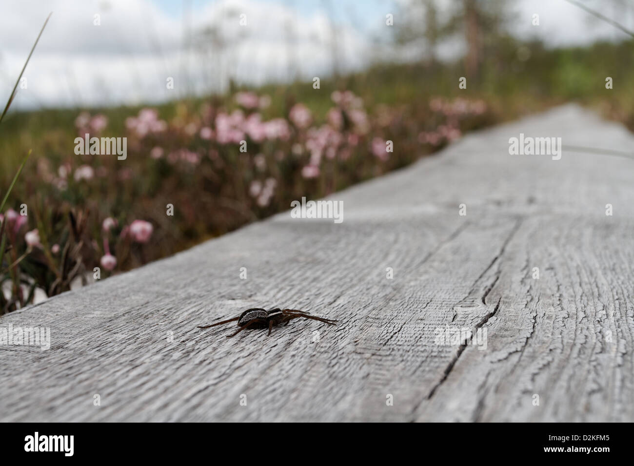 Raft spider on duck boards in Patvinsuo National Park, Finland Stock ...