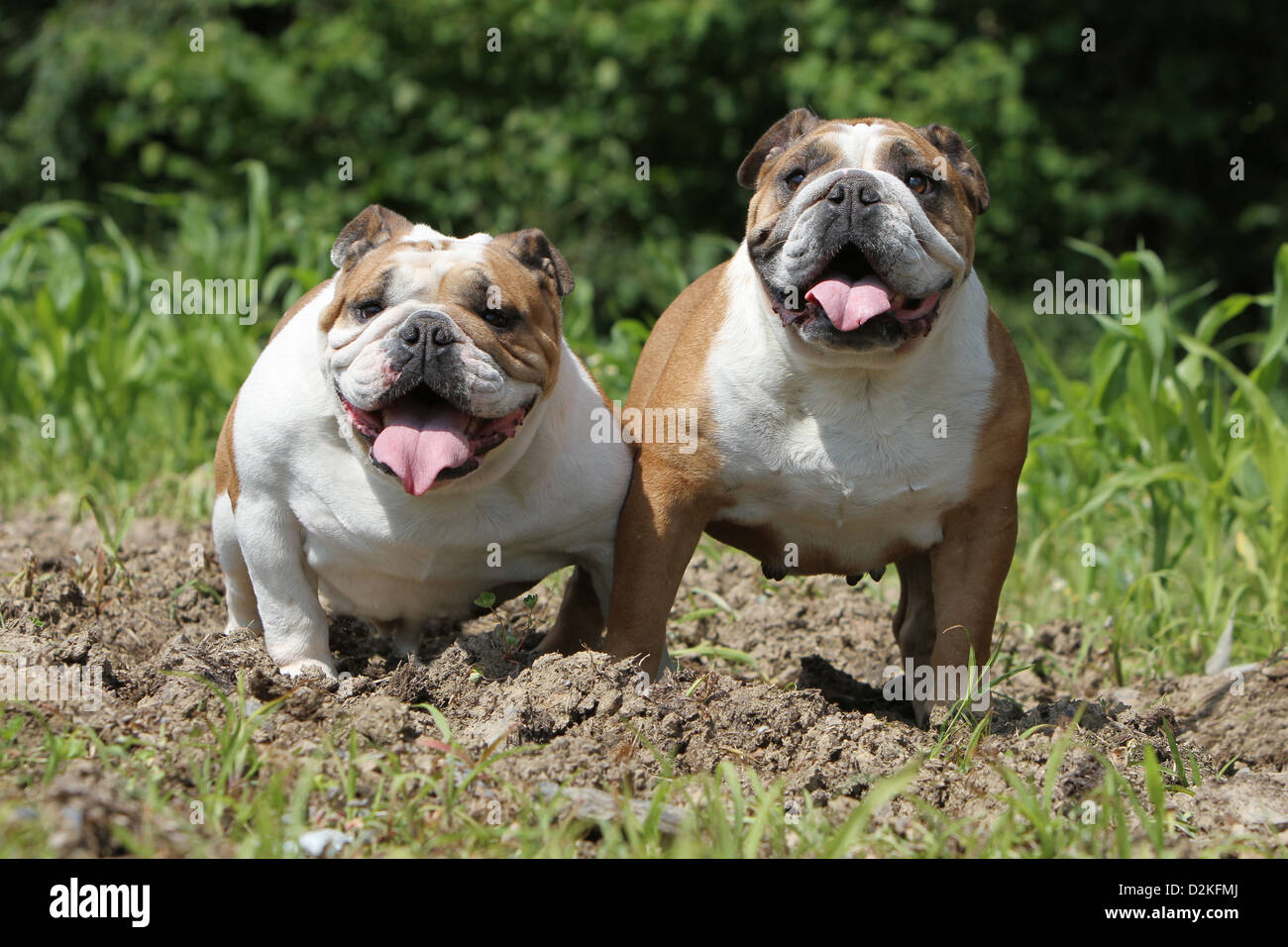 Dog English Bulldog adult and puppy in a forest Stock Photo - Alamy