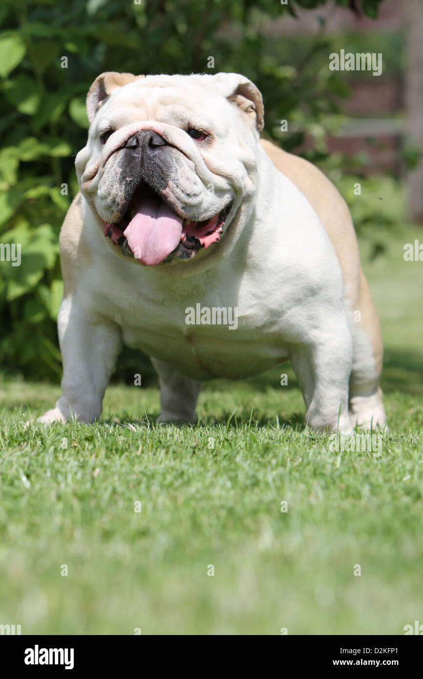 Dog English Bulldog adult standing in a garden Stock Photo - Alamy