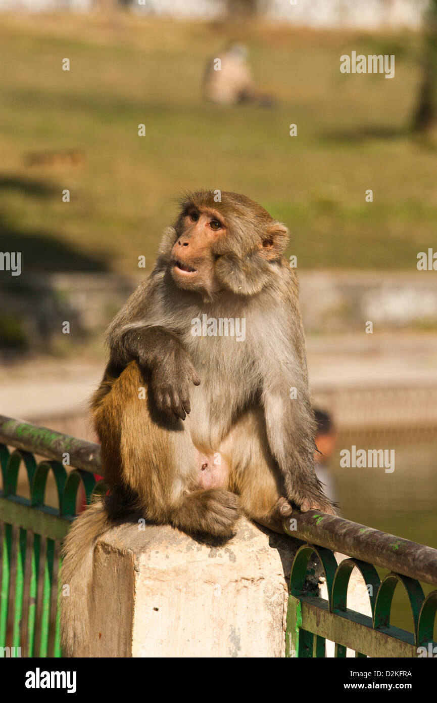 Rewalsar Himachal Pradesh India Stock Photo - Alamy
