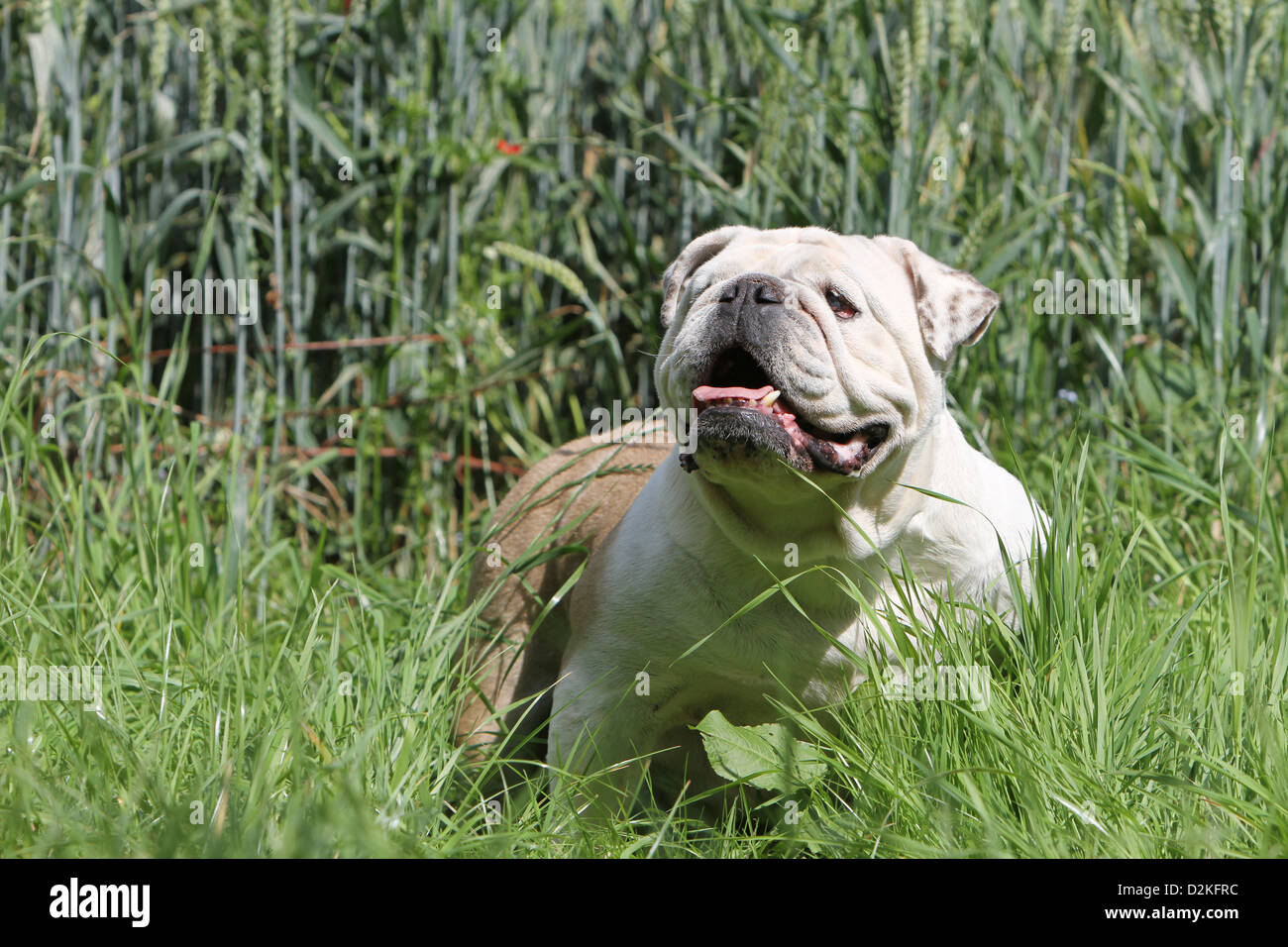 Dog English Bulldog adult standing in a meadow Stock Photo - Alamy