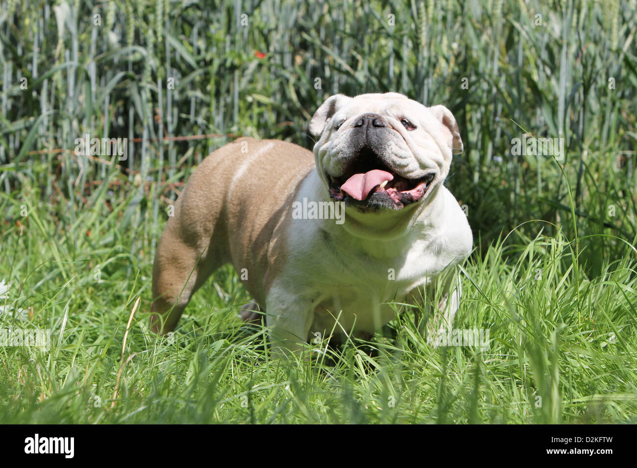 Dog English Bulldog adult standing in a meadow Stock Photo - Alamy