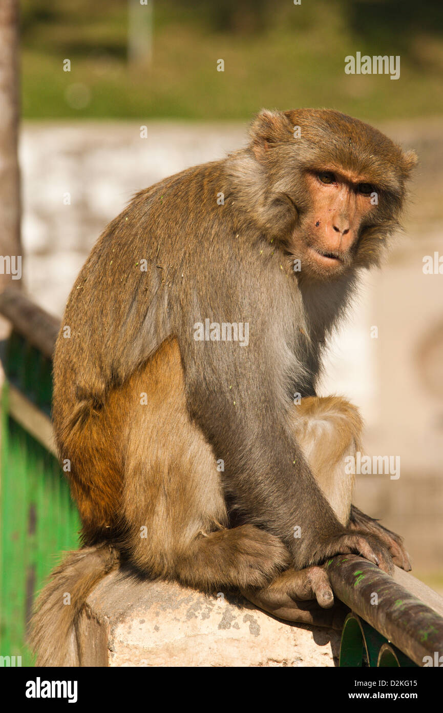 Rewalsar Himachal Pradesh India Stock Photo - Alamy