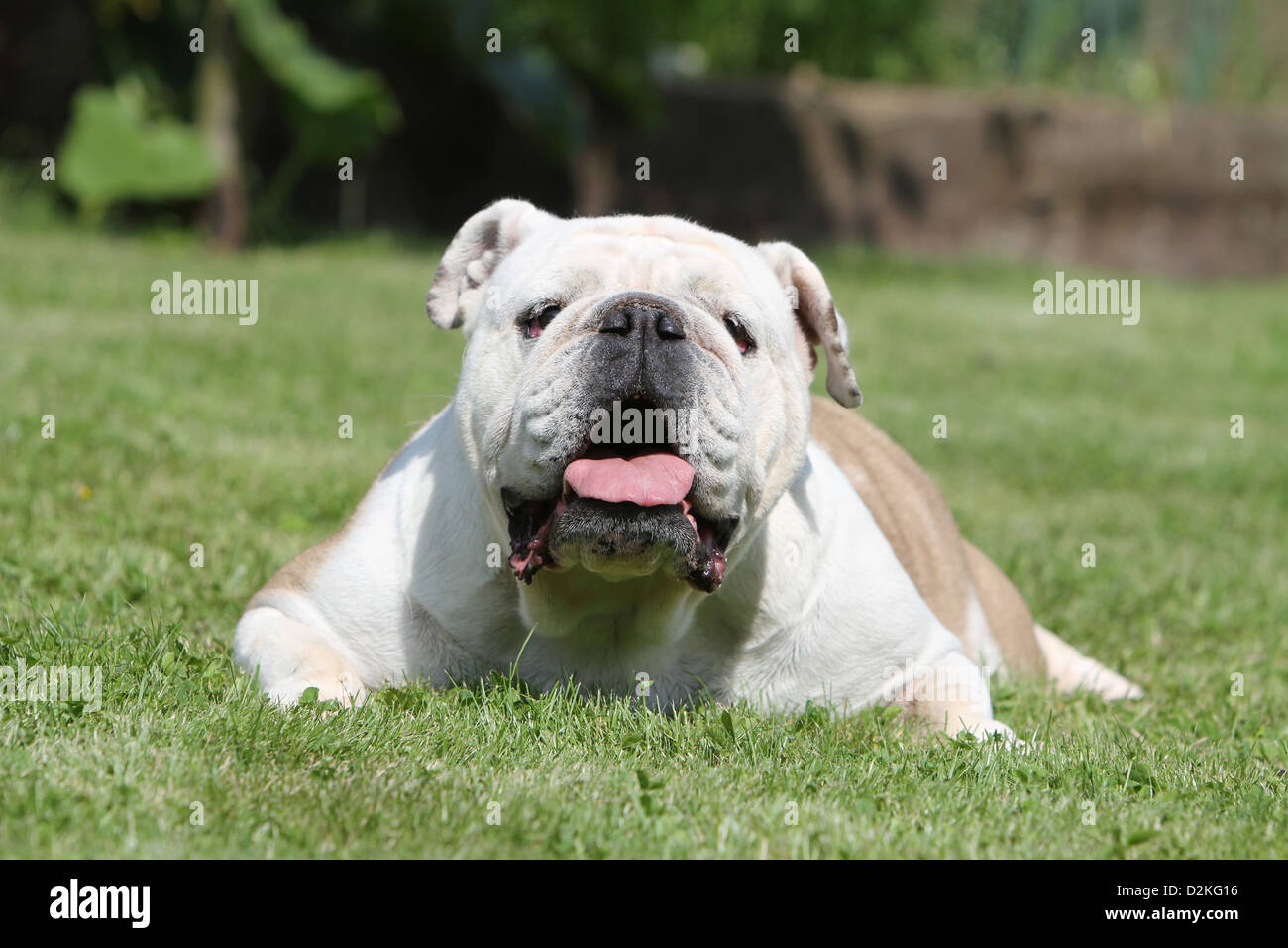 Dog English Bulldog adult lying on a garden Stock Photo - Alamy