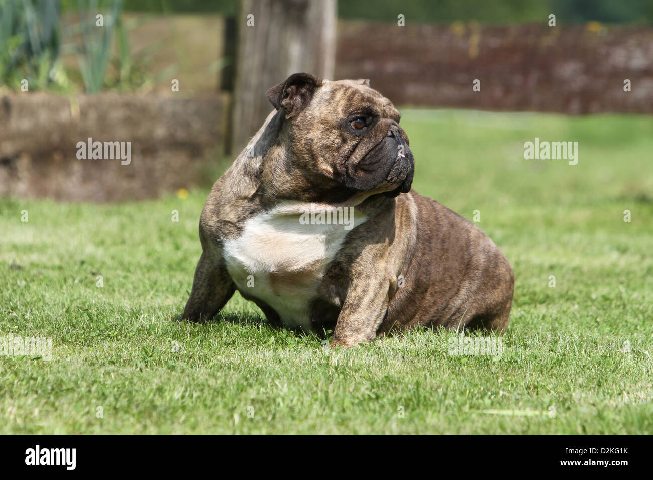Dog English Bulldog adult sitting in a garden Stock Photo - Alamy