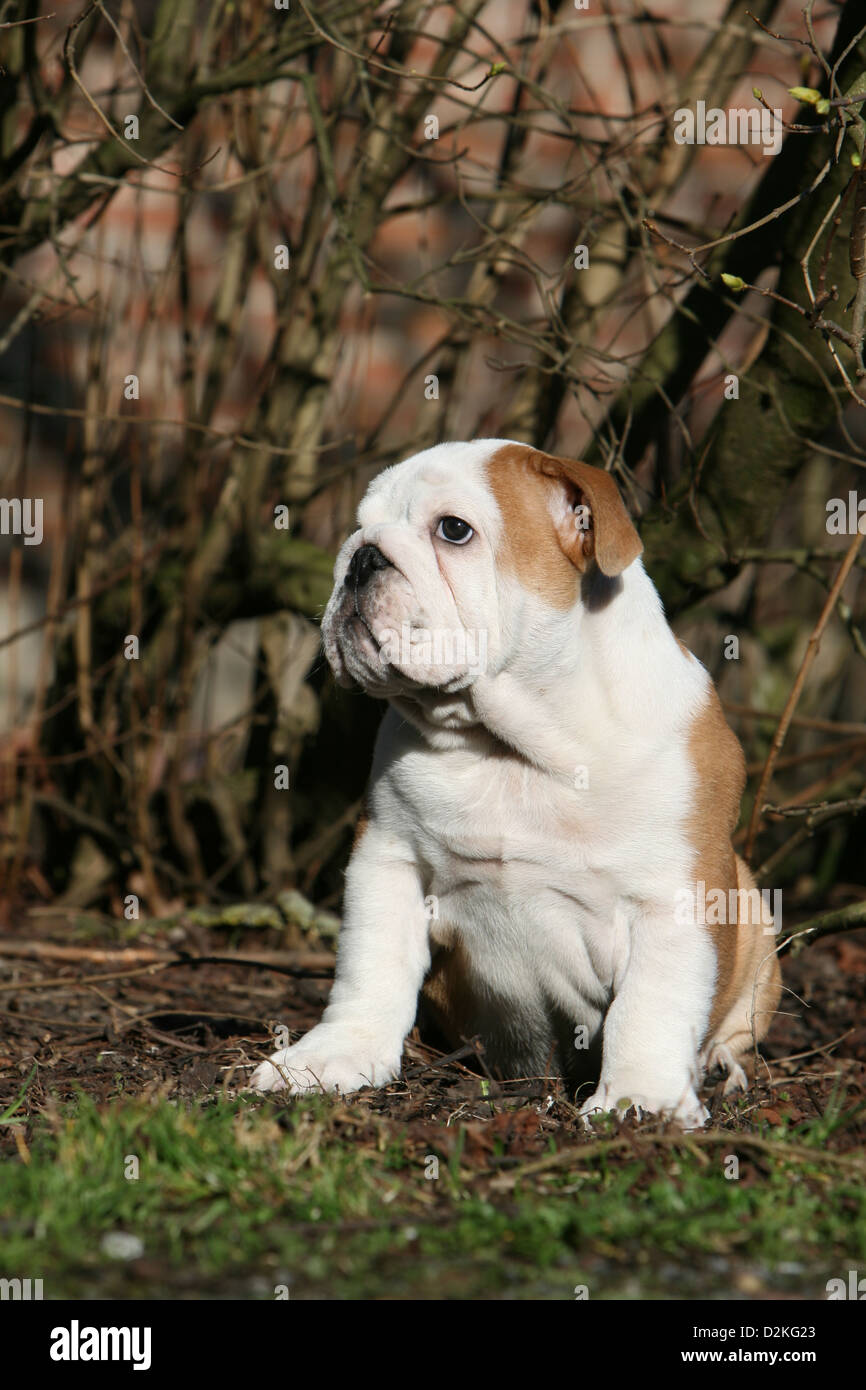 English bulldog forest hi-res stock photography and images - Alamy