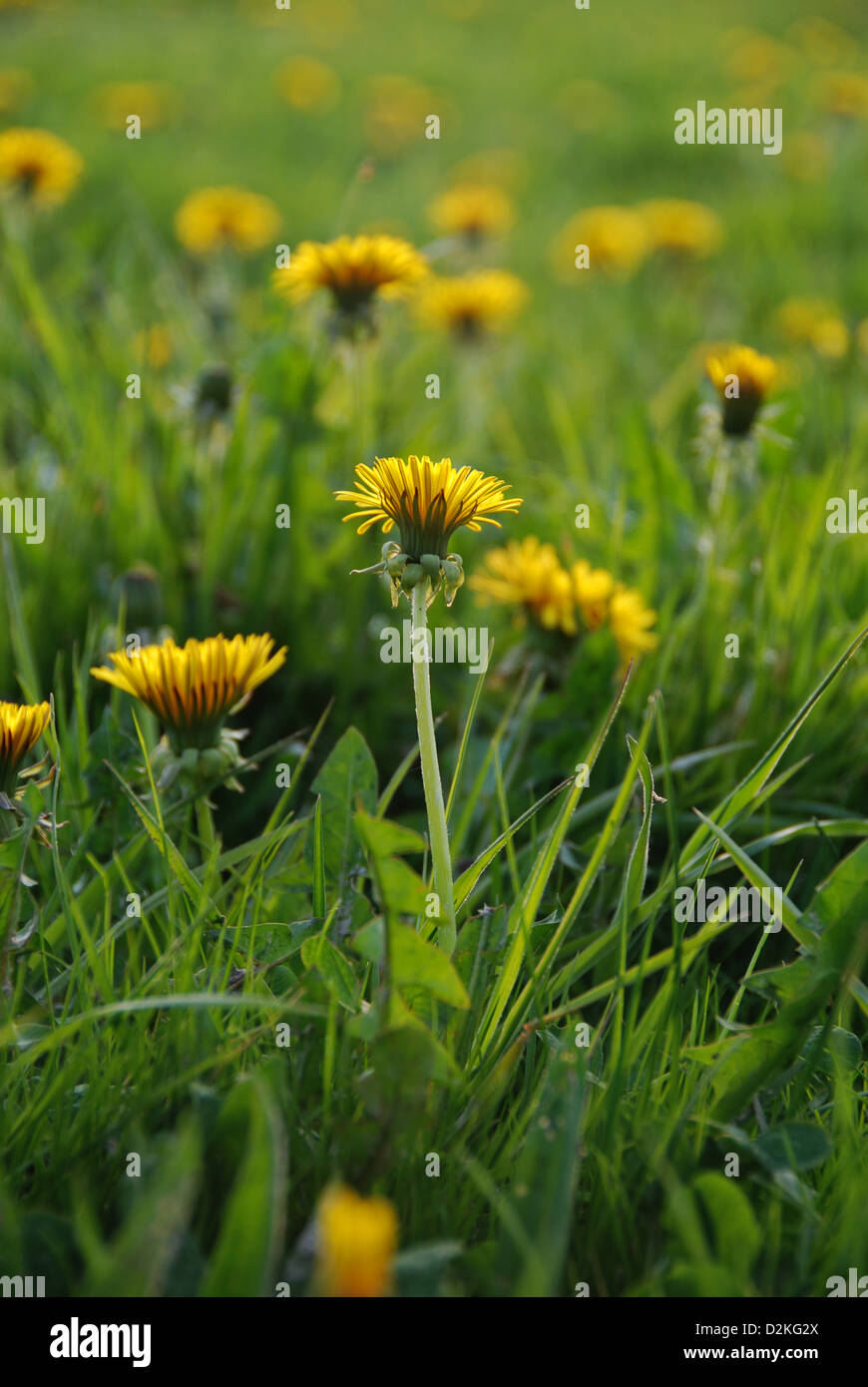 Dandelions growing in a field Stock Photo - Alamy