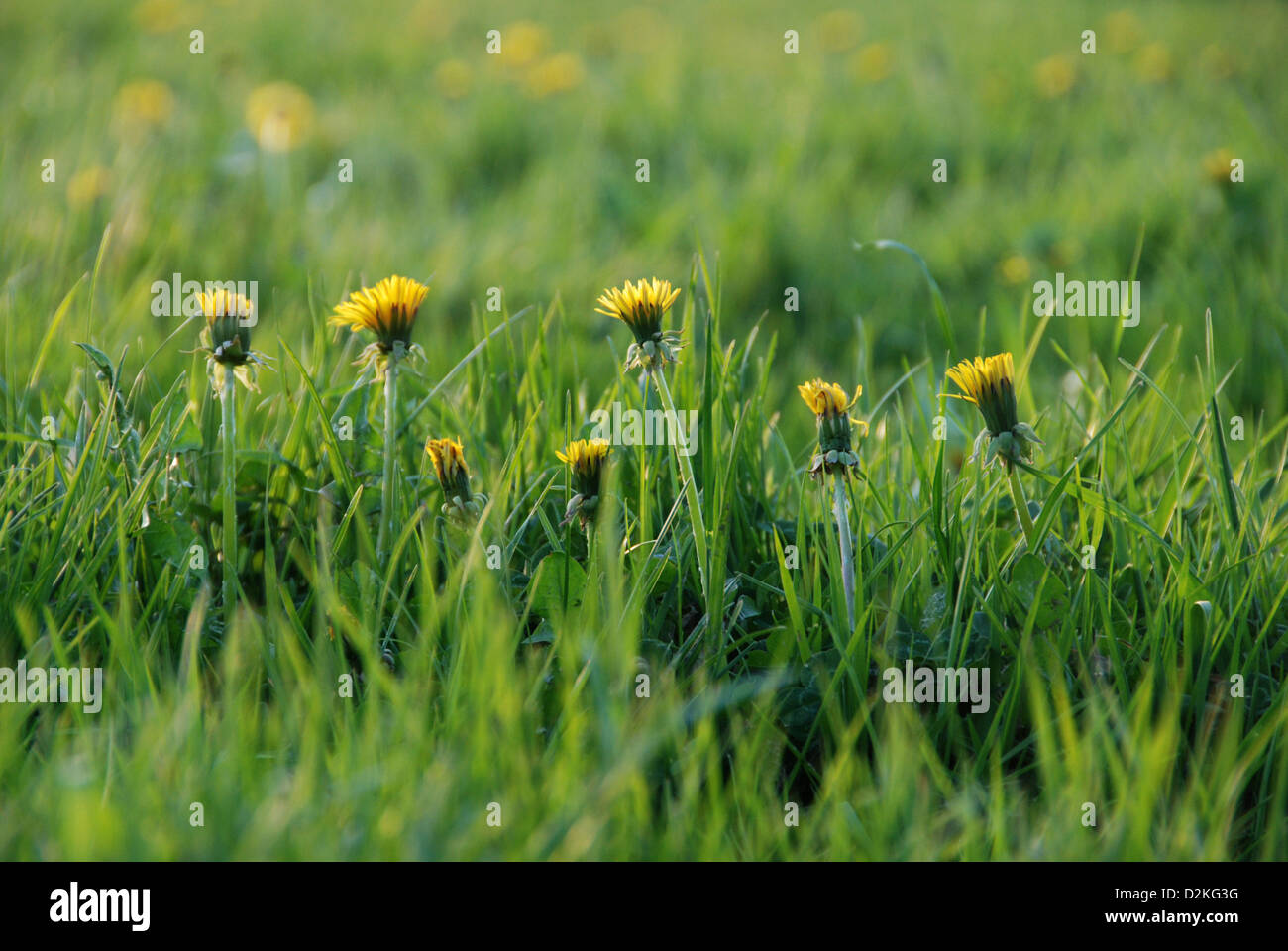 Dandelions growing in a field in spring Stock Photo - Alamy