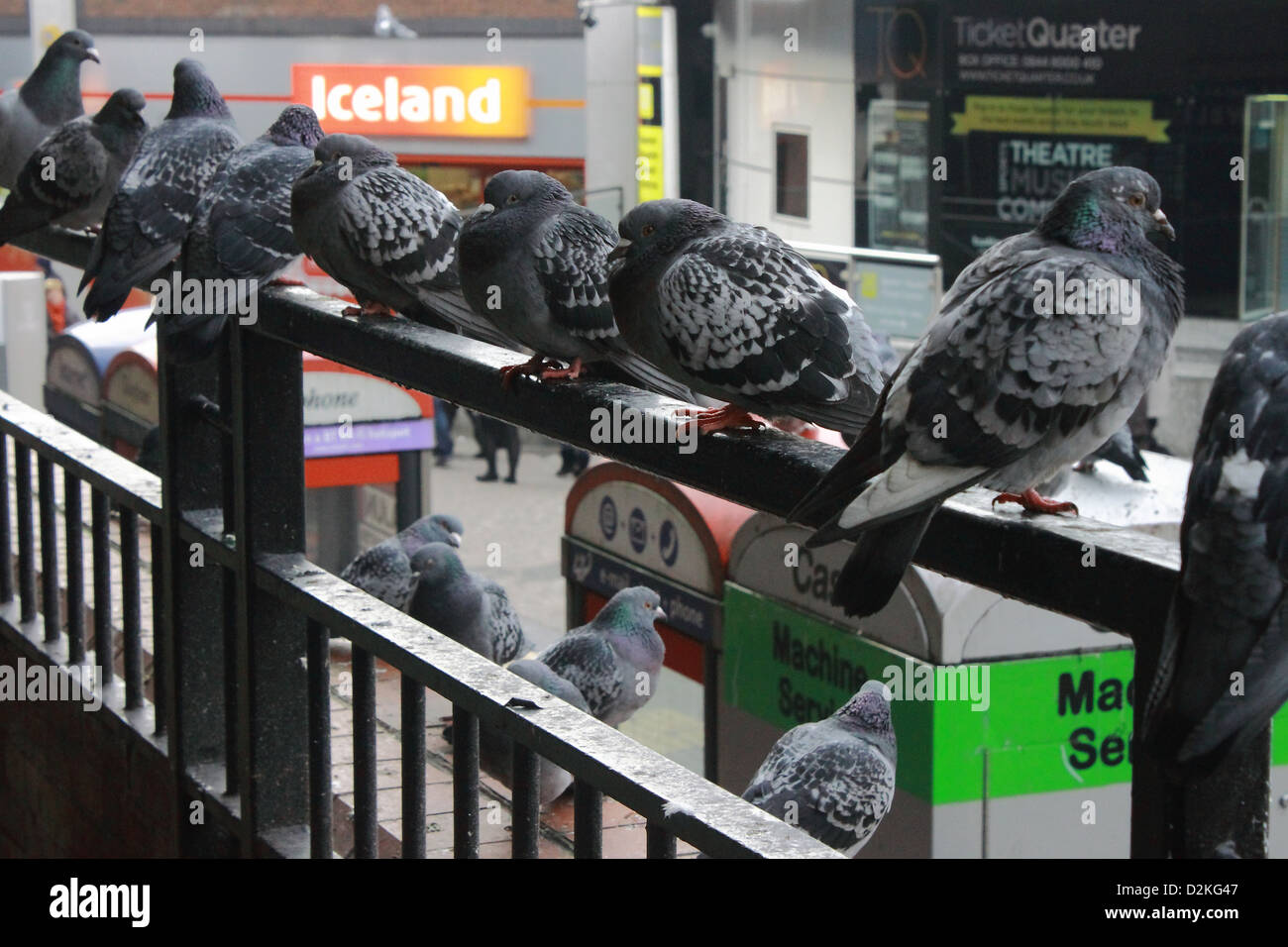 Liverpool pigeons hi-res stock photography and images - Alamy
