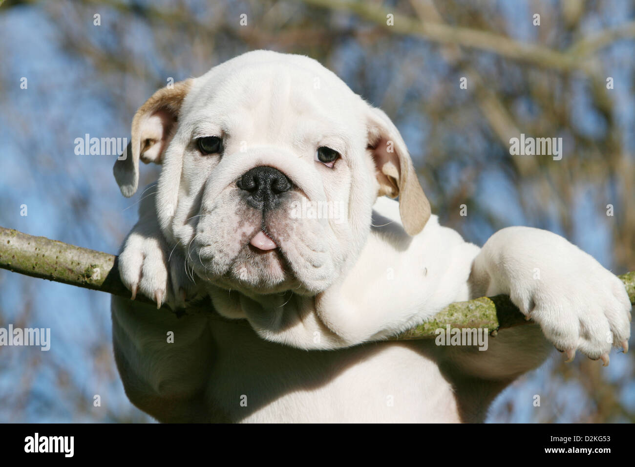 Dog English Bulldog puppy lying on a branch of a tree Stock Photo - Alamy