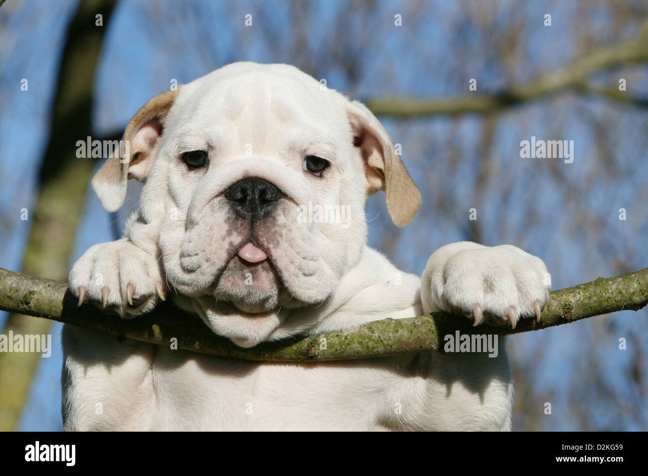 Smiling English Bulldog Puppy
