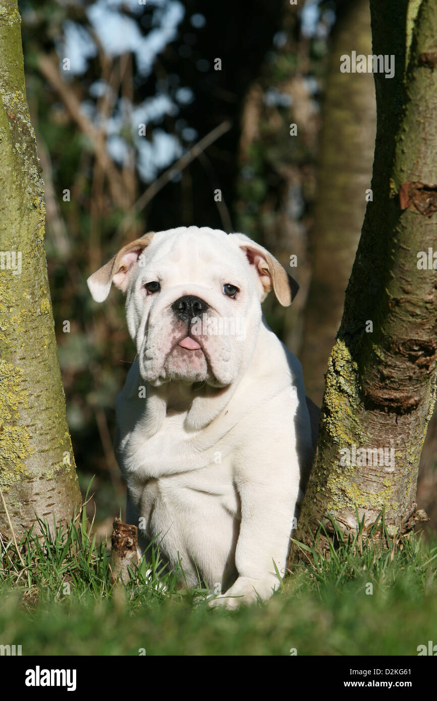 Dog English Bulldog puppy sitting between trees Stock Photo - Alamy