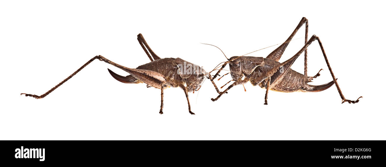 The big locust isolated in White Background Stock Photo - Alamy