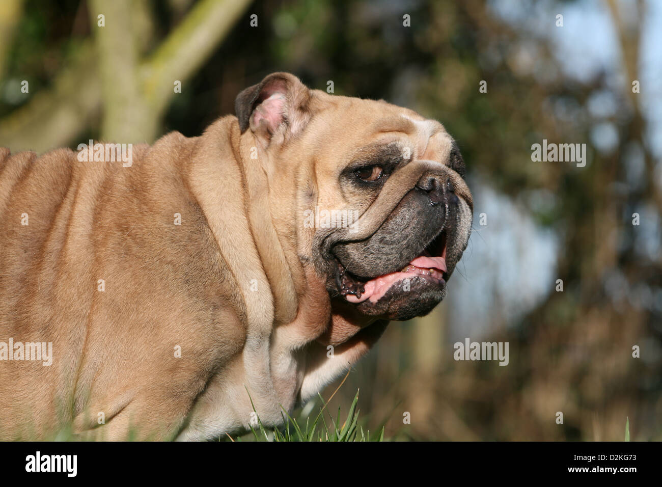Dog English Bulldog adult portrait Stock Photo - Alamy
