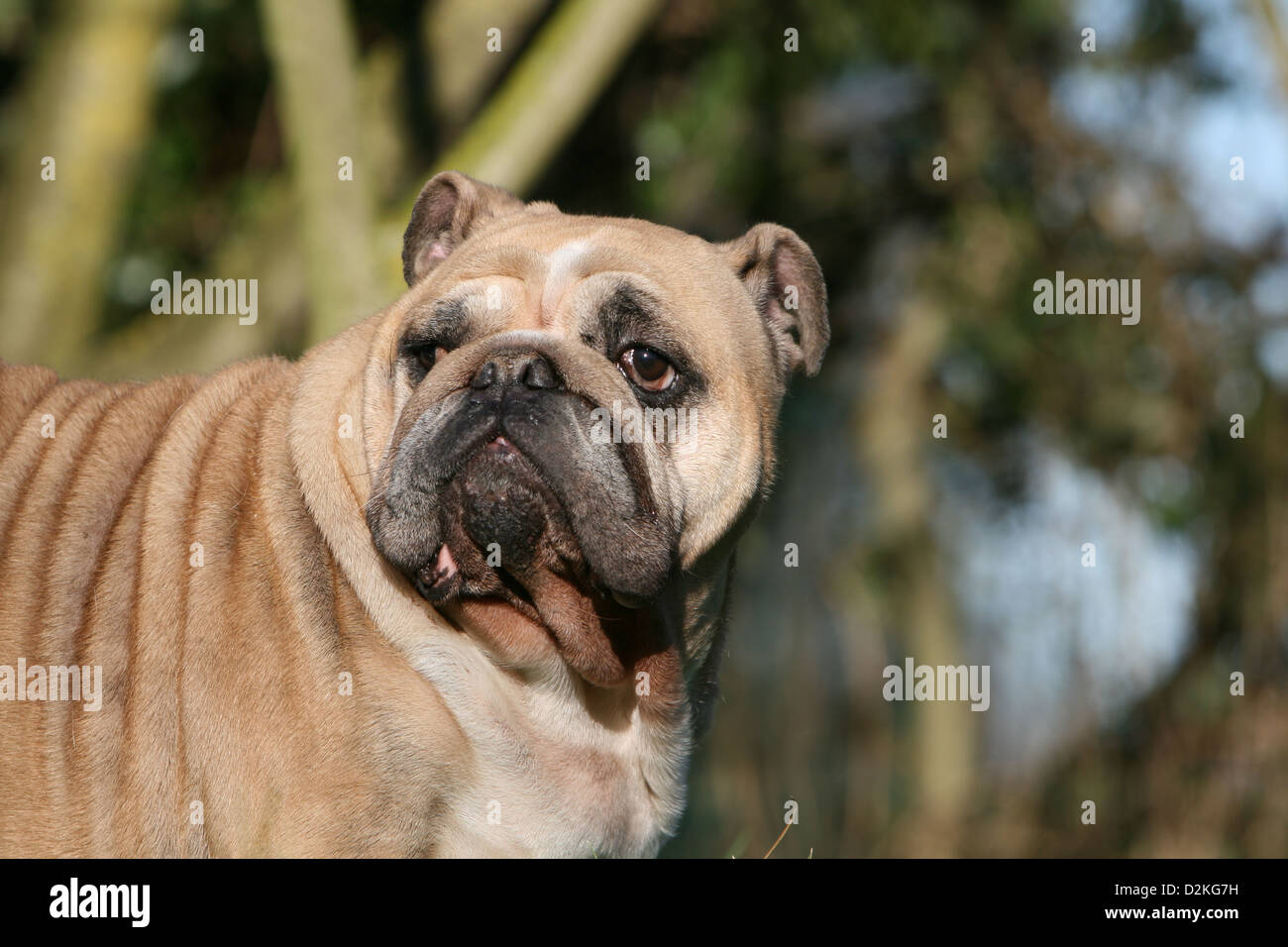 Dog English Bulldog adult portrait Stock Photo - Alamy