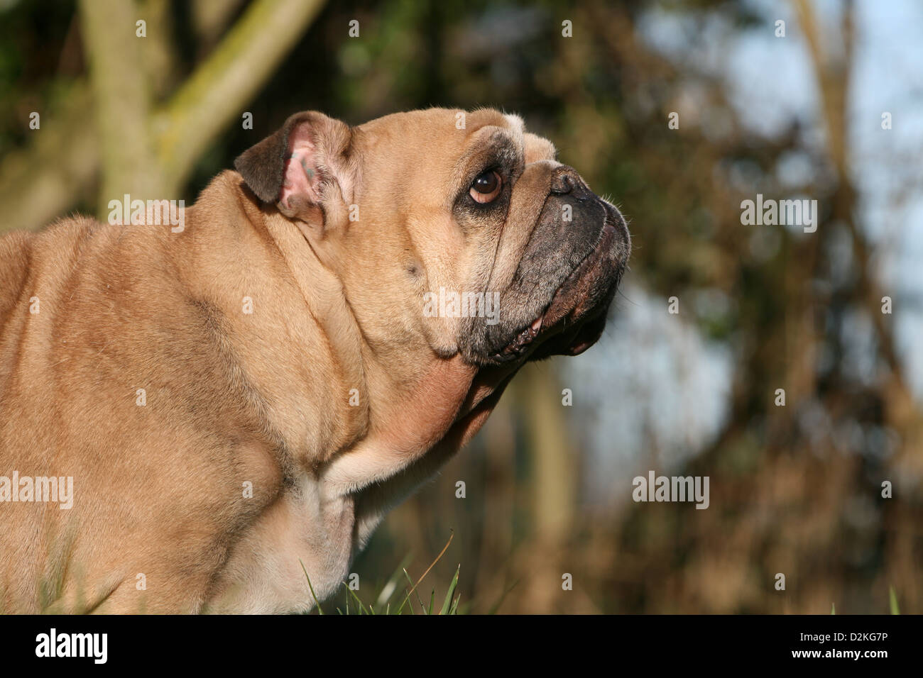 Dog English Bulldog adult portrait profile Stock Photo - Alamy