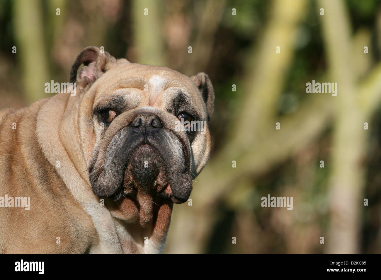 English bulldog adult hi-res stock photography and images - Alamy