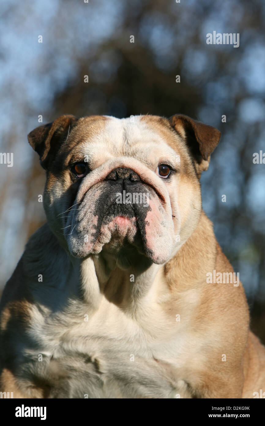 English bulldog adult hi-res stock photography and images - Alamy
