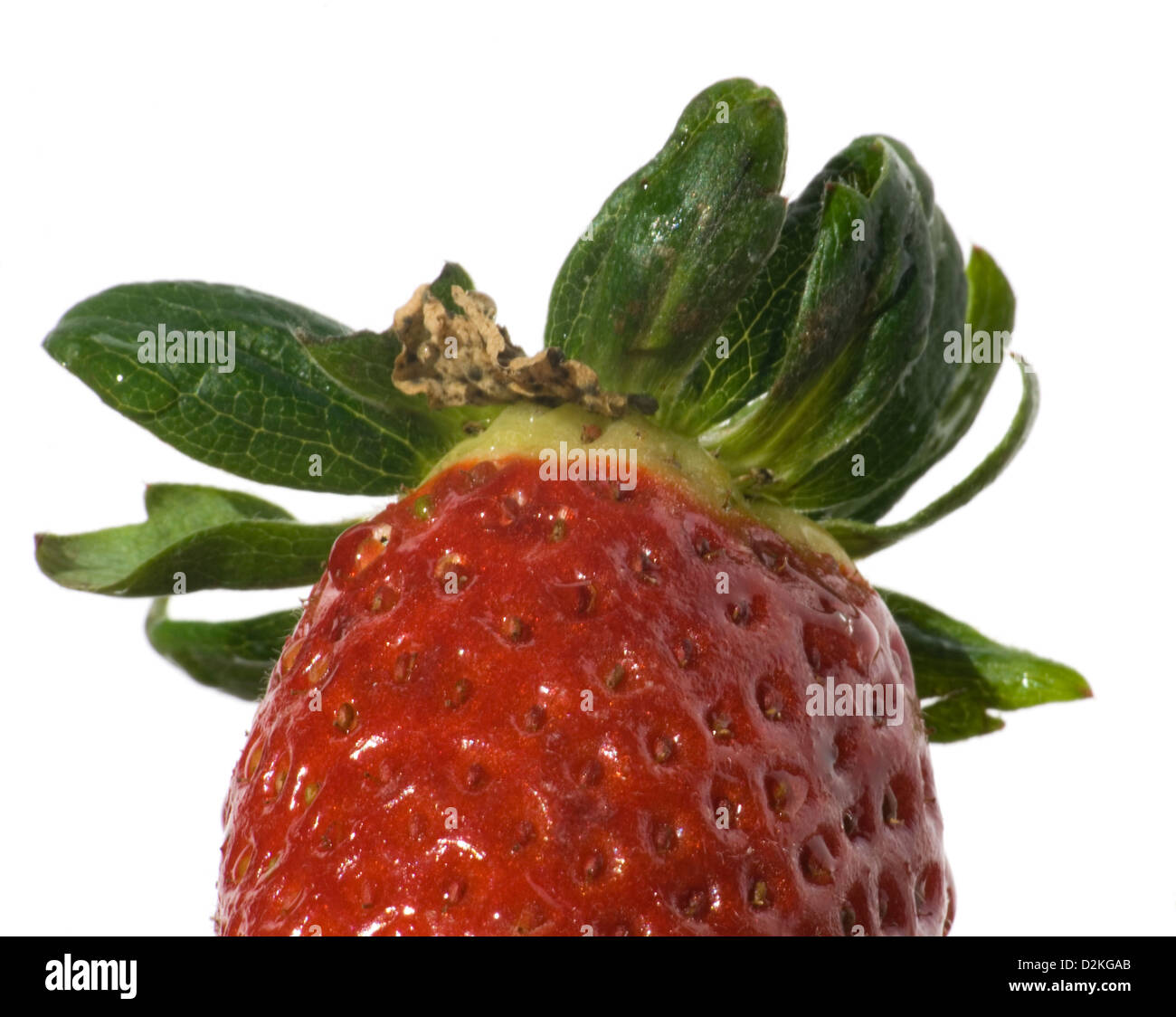 Straberry hi-res stock photography and images - Alamy