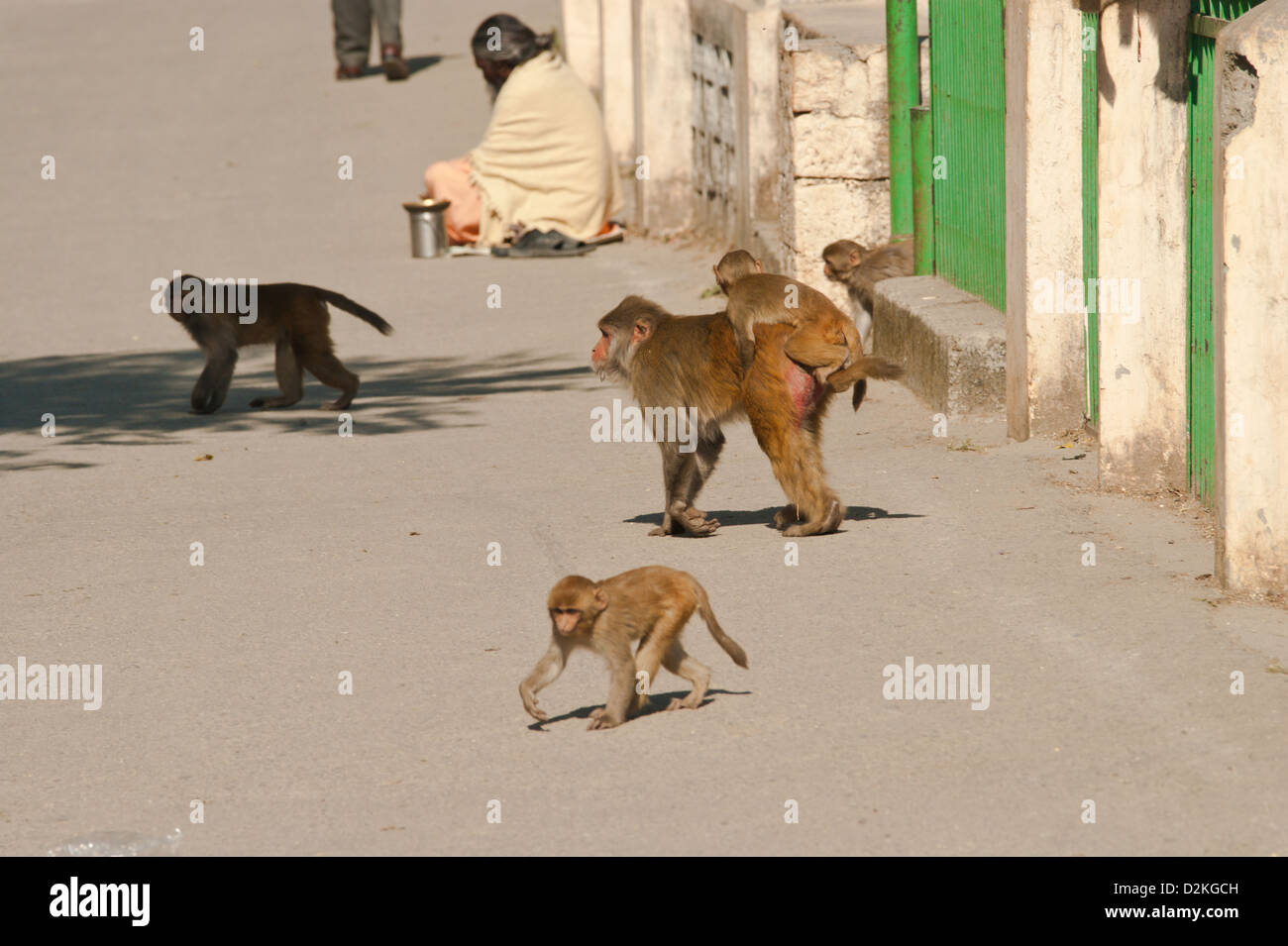 Rewalsar Himachal Pradesh India Stock Photo - Alamy