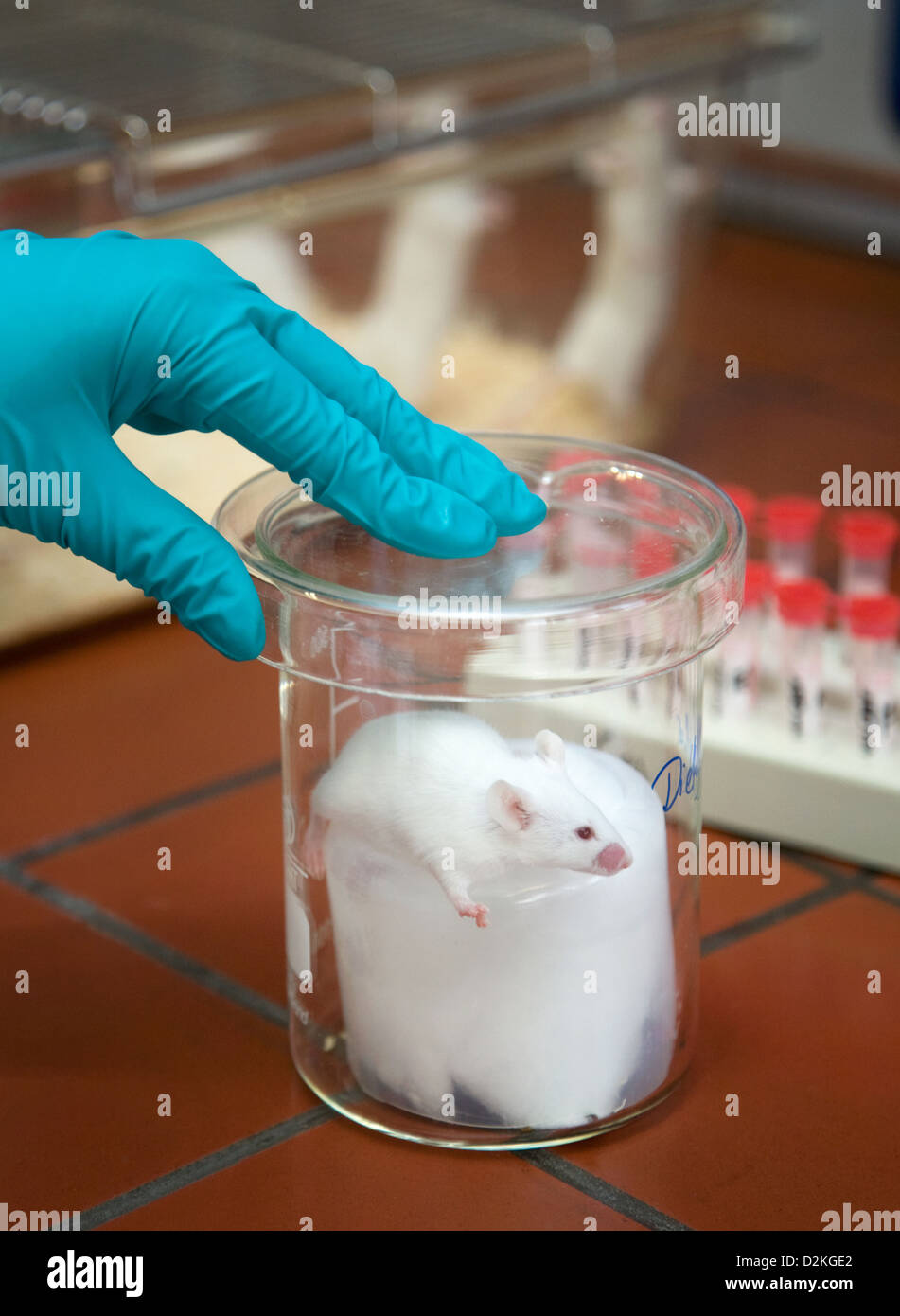 Cruelty Mouse High Resolution Stock Photography and Images - Alamy