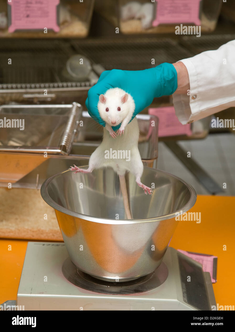 White lab lab rat testing hi-res stock photography and images - Alamy