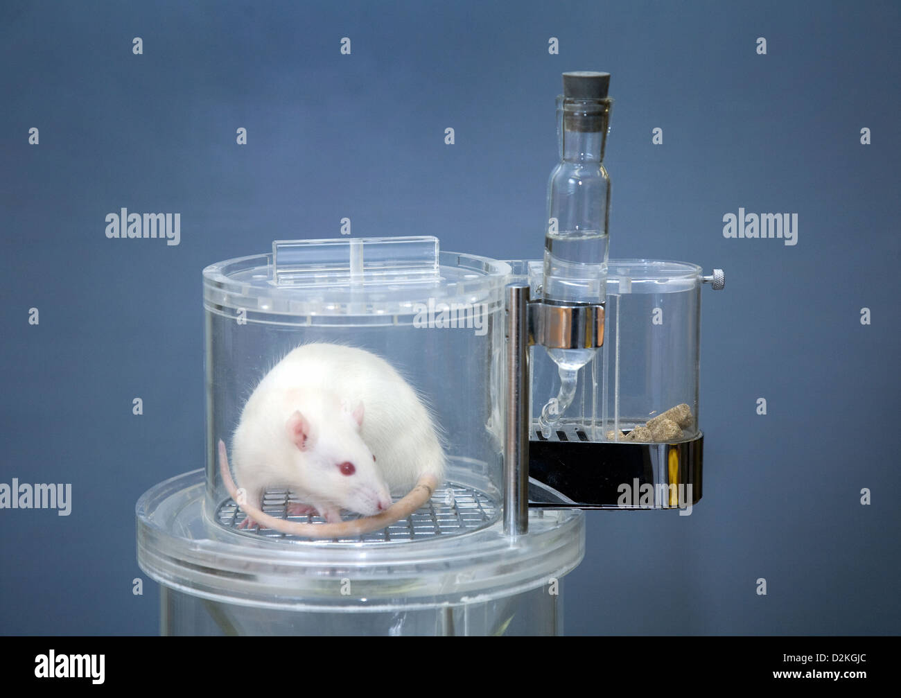 Lab rat cage hi-res stock photography and images - Alamy