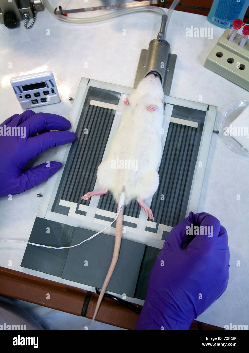 Anesthetized rat hi-res stock photography and images - Alamy