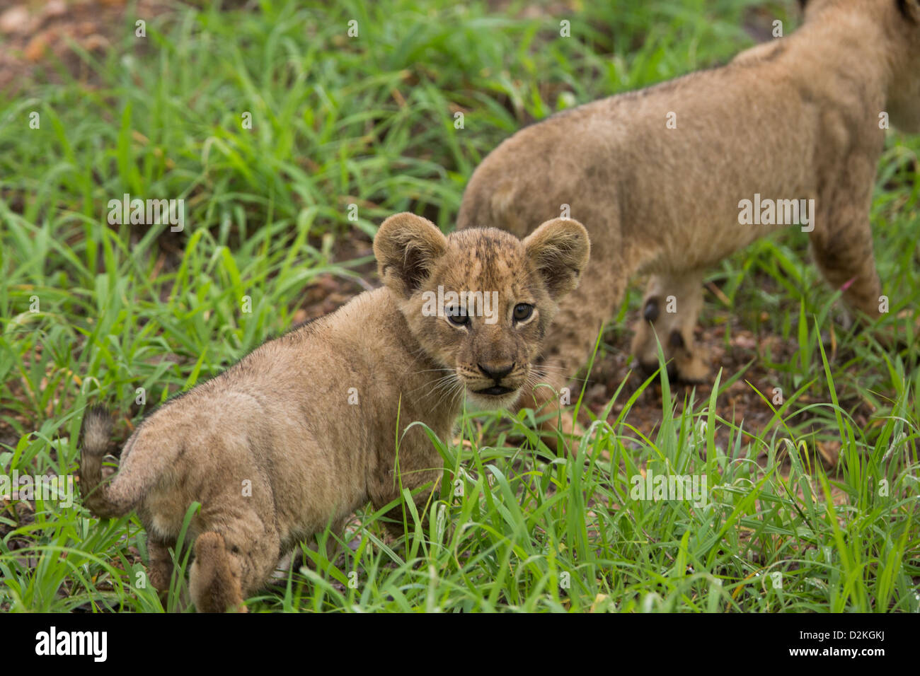 Baby lion cubs in the wild, Africa, Zambia Stock Photo - Alamy
