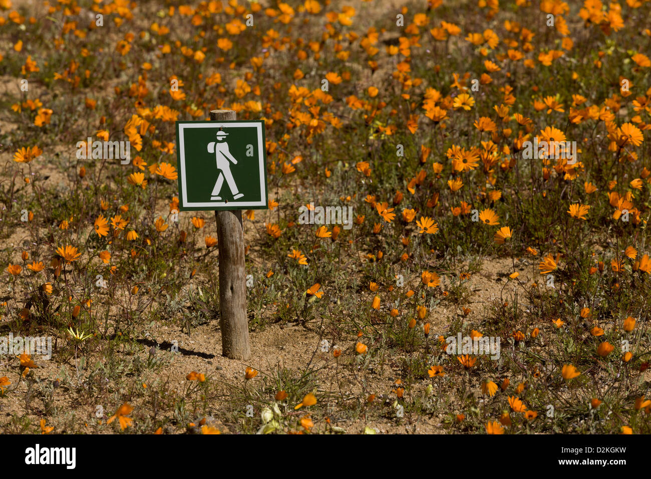 Footpath sign among Orange Daisies (Ursinia cakilefolia) in Skilpad ...
