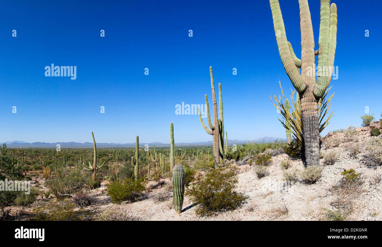Giant Cacti in Saguaro N.P. , Arizona, USA Stock Photo - Alamy
