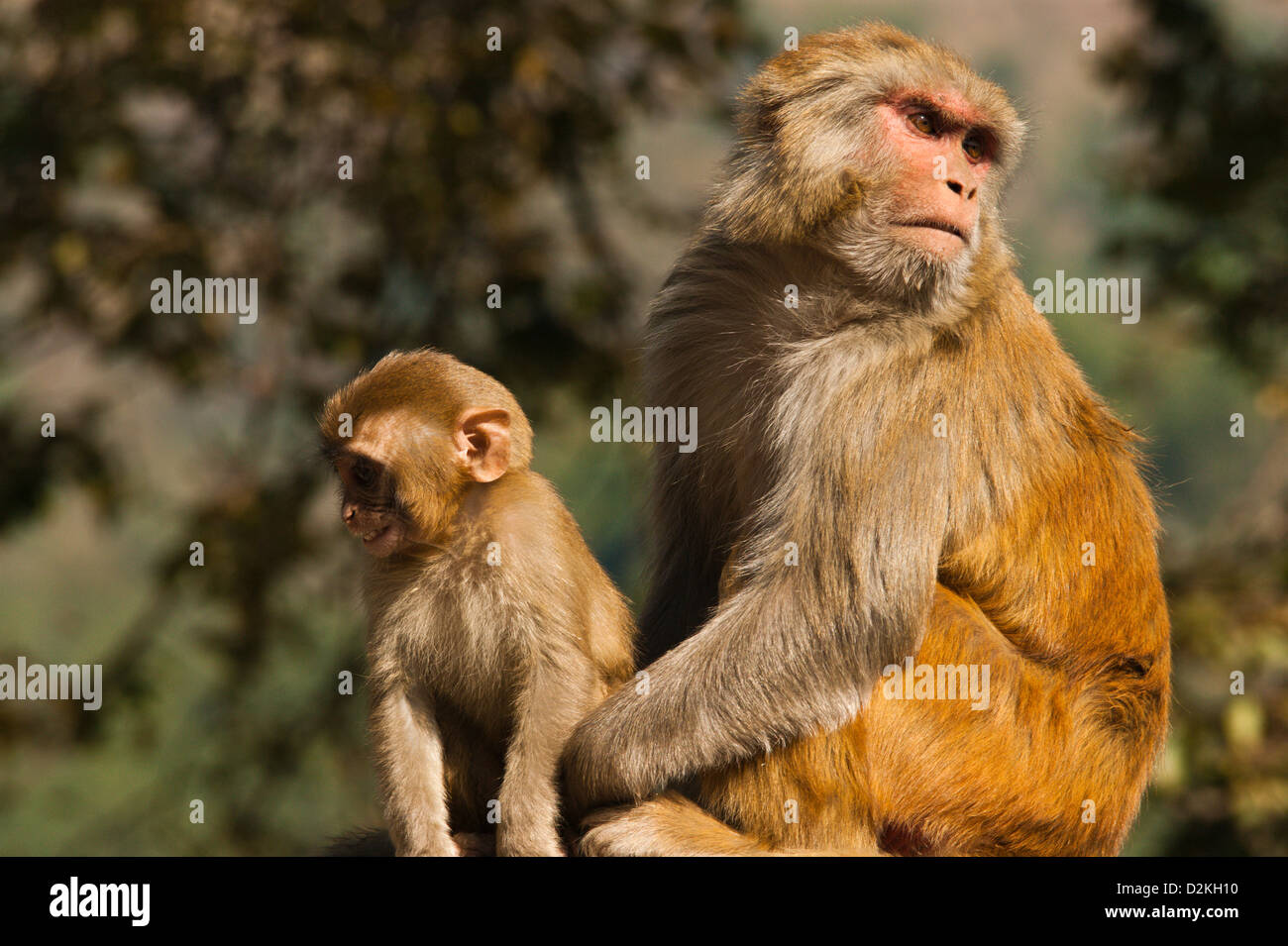 Rewalsar Himachal Pradesh India Stock Photo - Alamy