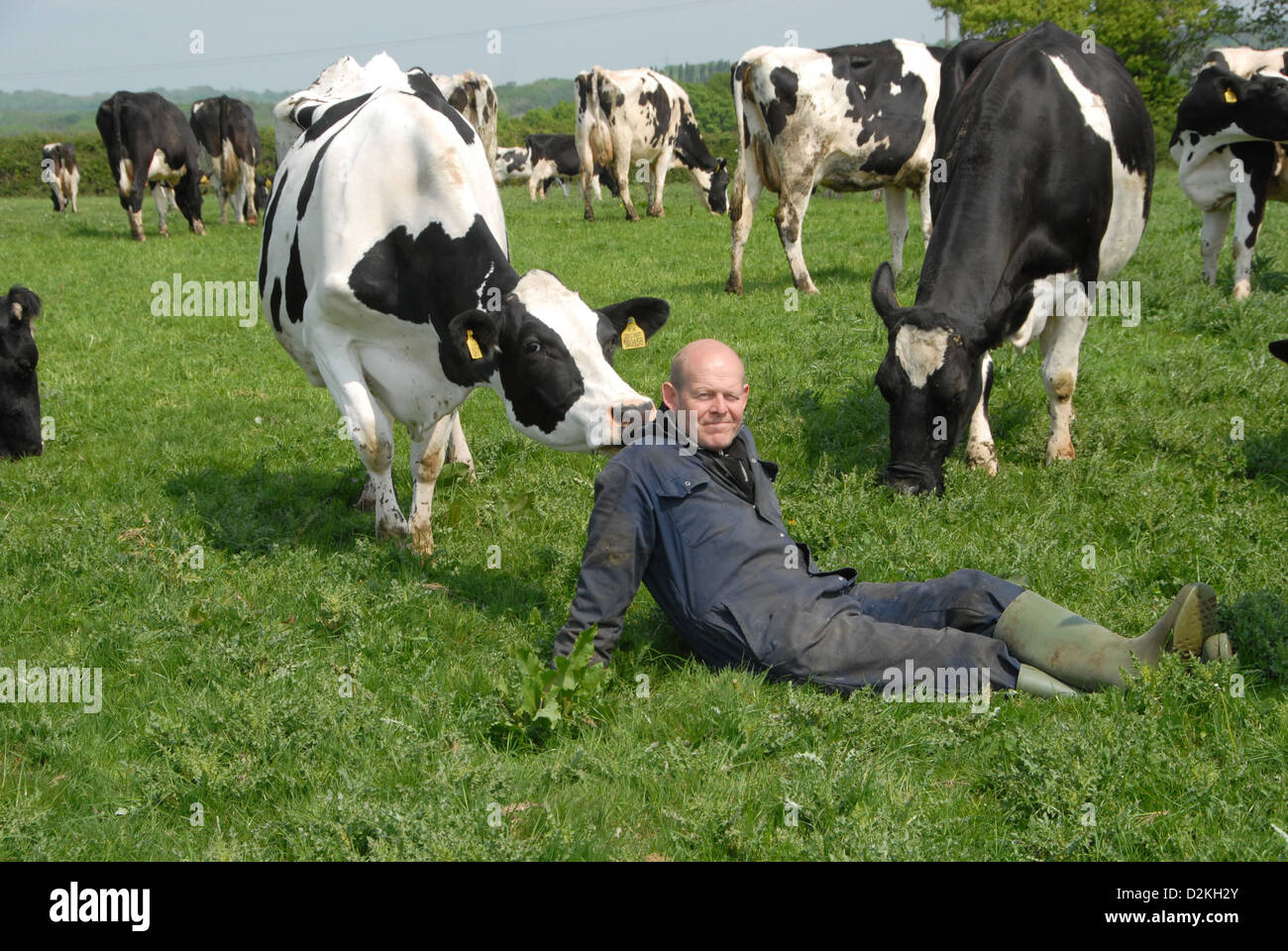 Dairy farmer in a field with his cows Stock Photo - Alamy