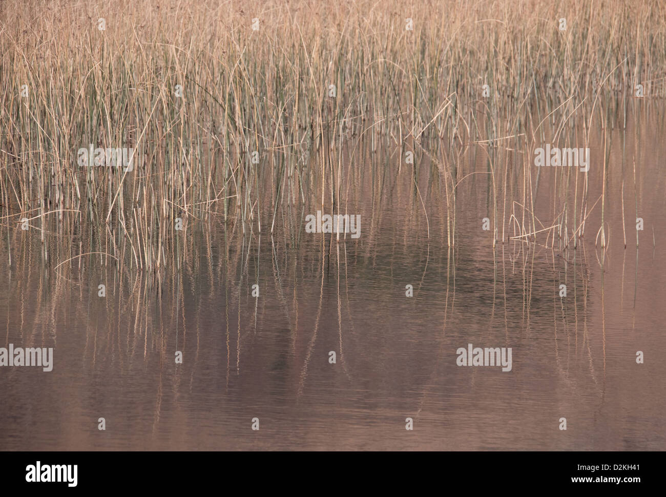 Reeds in Water Stock Photo - Alamy
