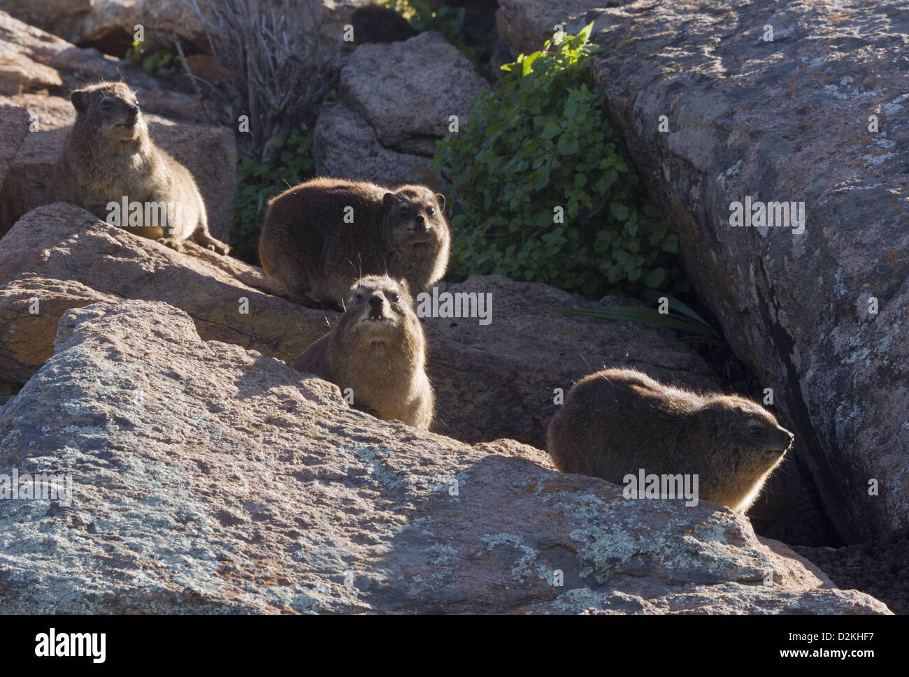 Rock hyrax (Procavia capensis) in family group among rocks, Namaqua ...
