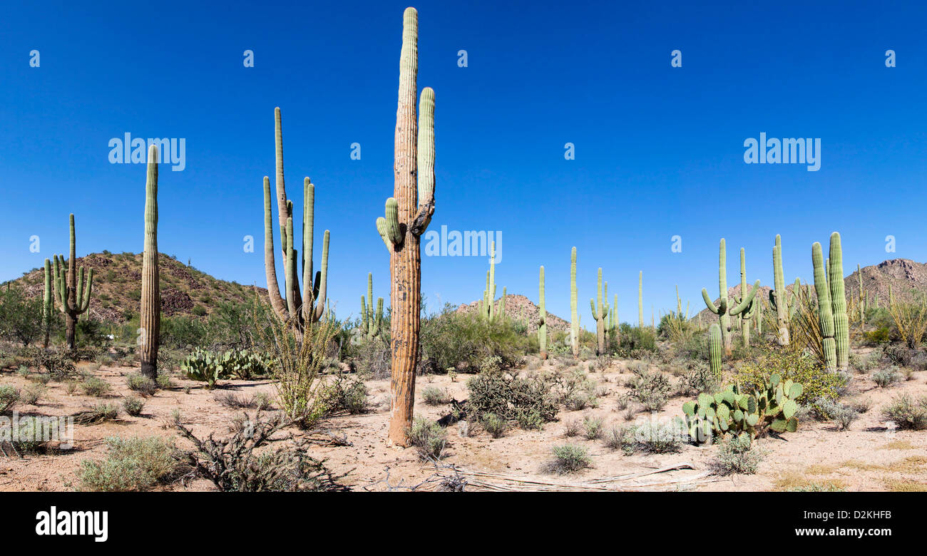 Giant saguaro cactus forest hi-res stock photography and images - Alamy