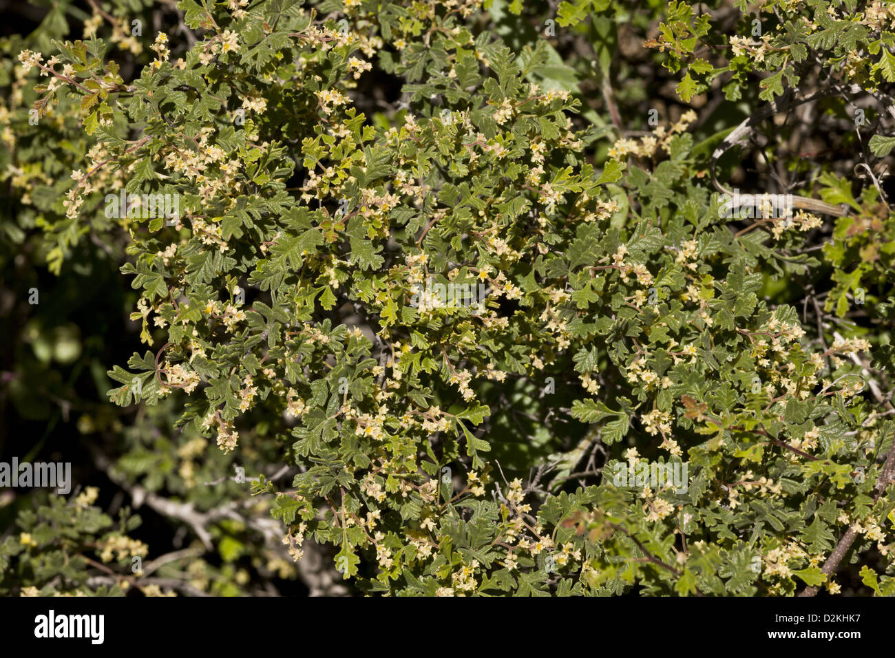 An endemic South African shrub, Rhus dissecta, Namaqualand, South ...