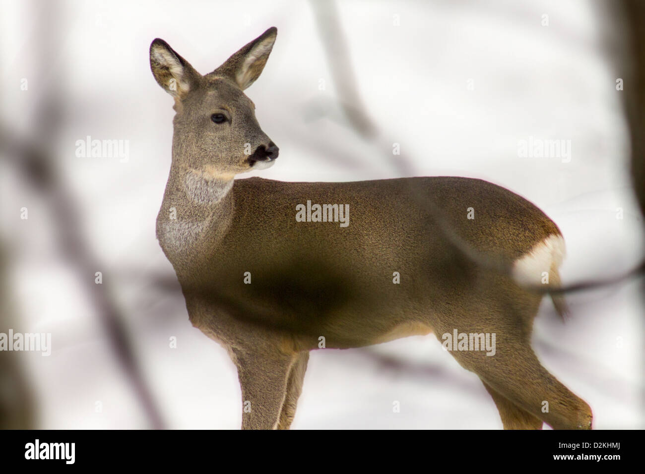 The European roe deer (Capreolus capreolus Stock Photo - Alamy