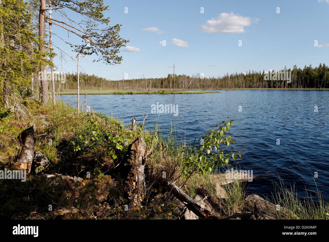 Beaver-felled tree stumps by Lake Elimysjarvi, Elimyssalo Nature ...