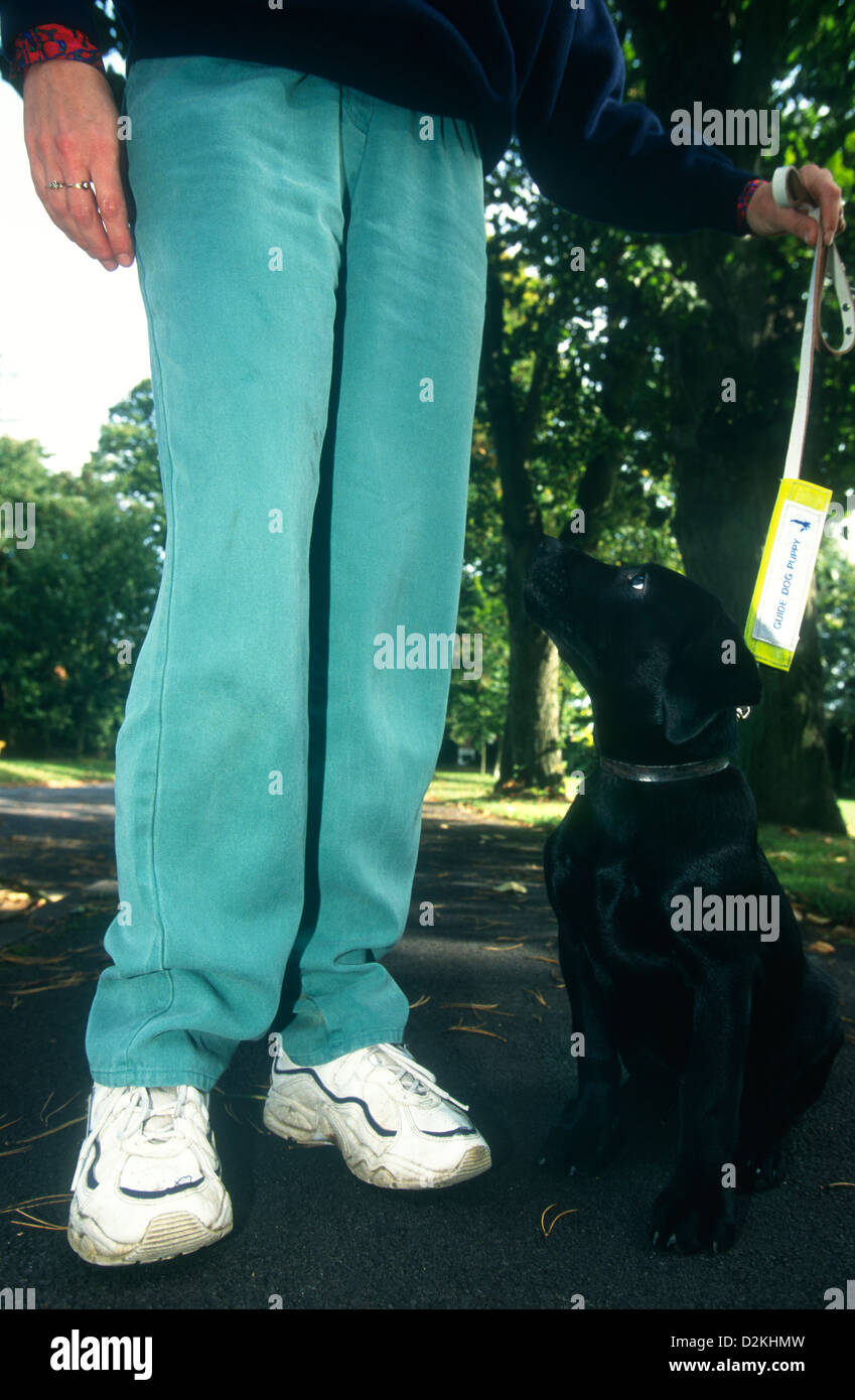 Guide dog puppy & handler, Wokingham Training Centre, Guide Dogs for ...