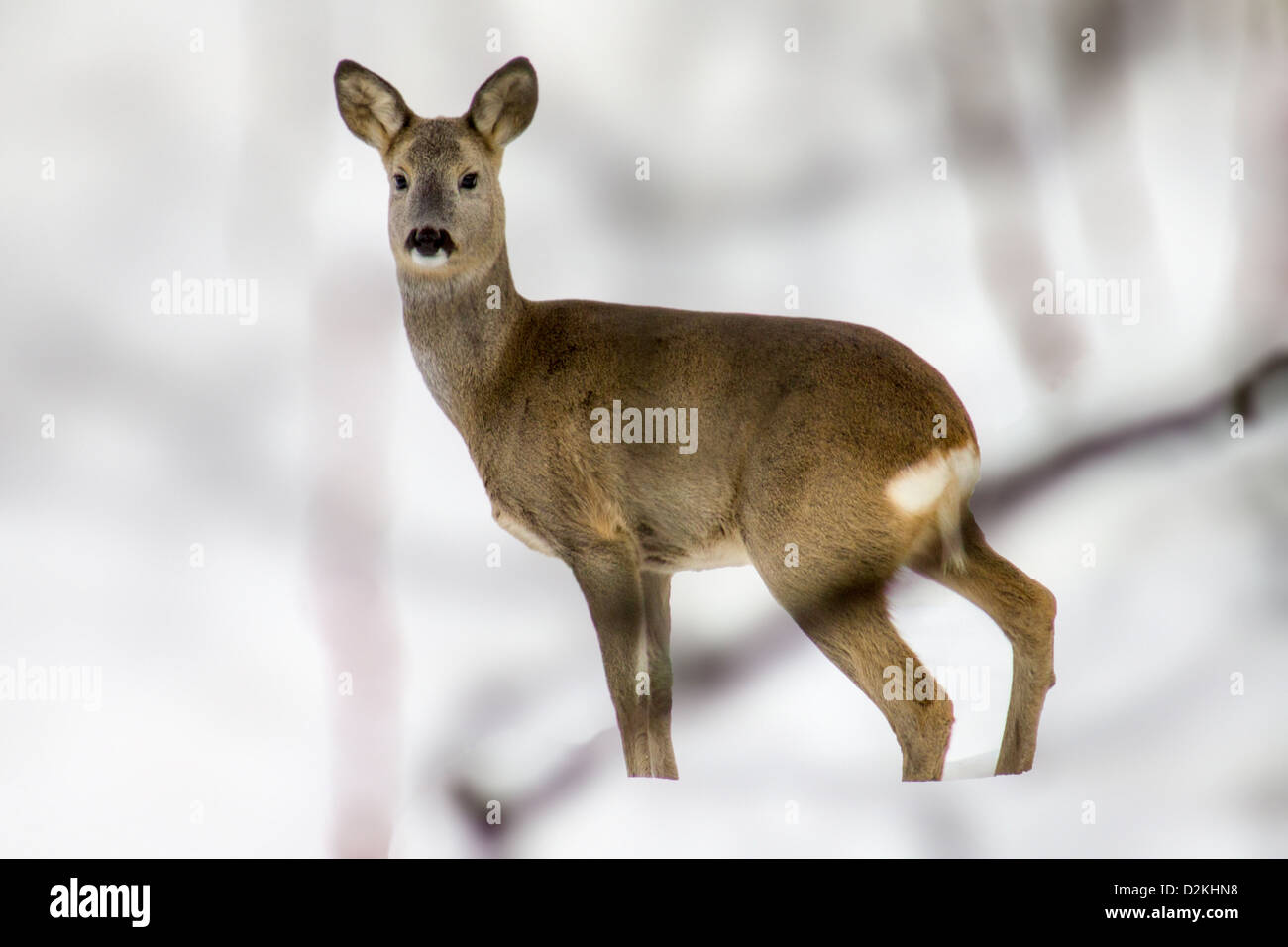 The European roe deer (Capreolus capreolus Stock Photo - Alamy