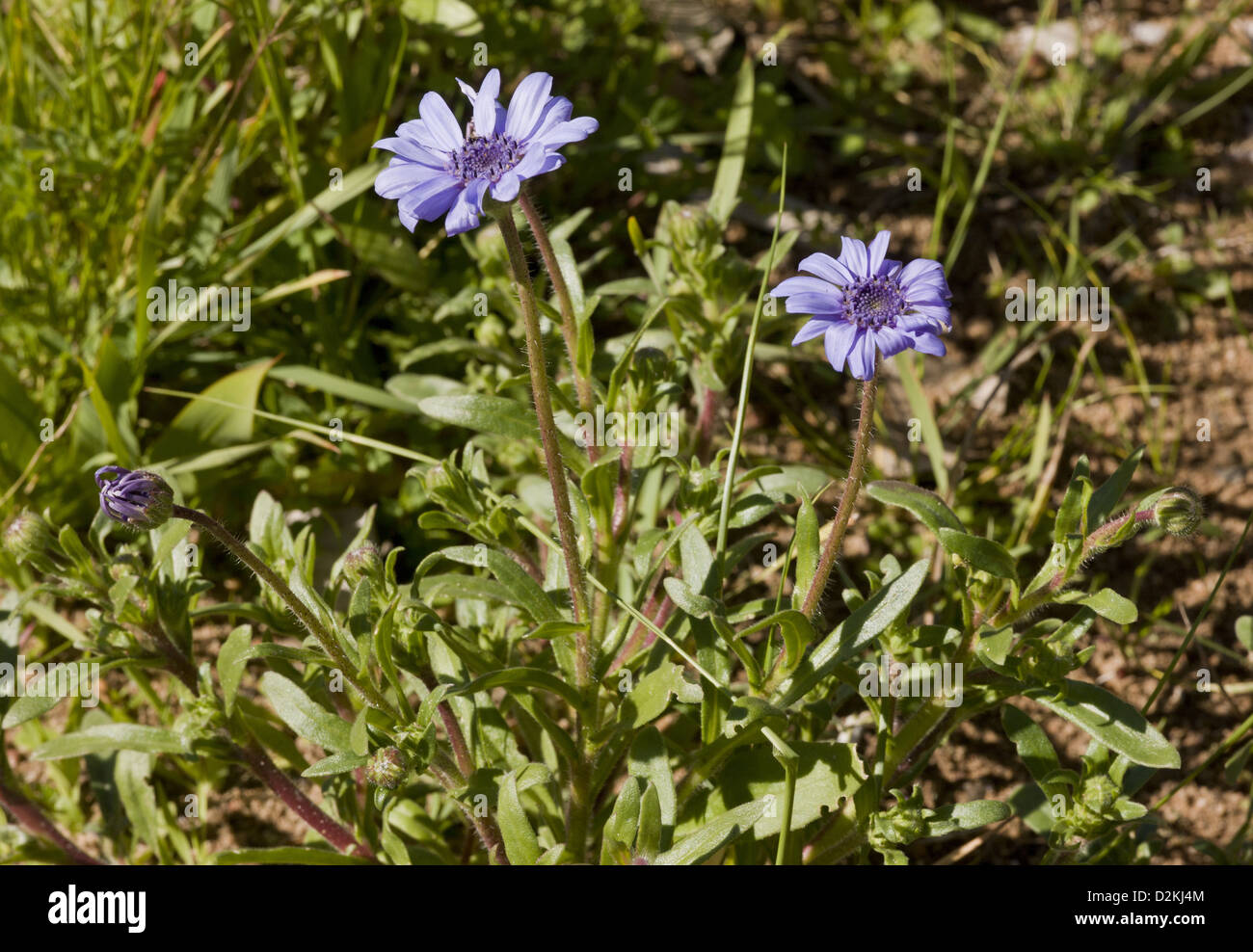 An uncommon endemic blue daisy (Felicia heterophylla) Western Cape ...