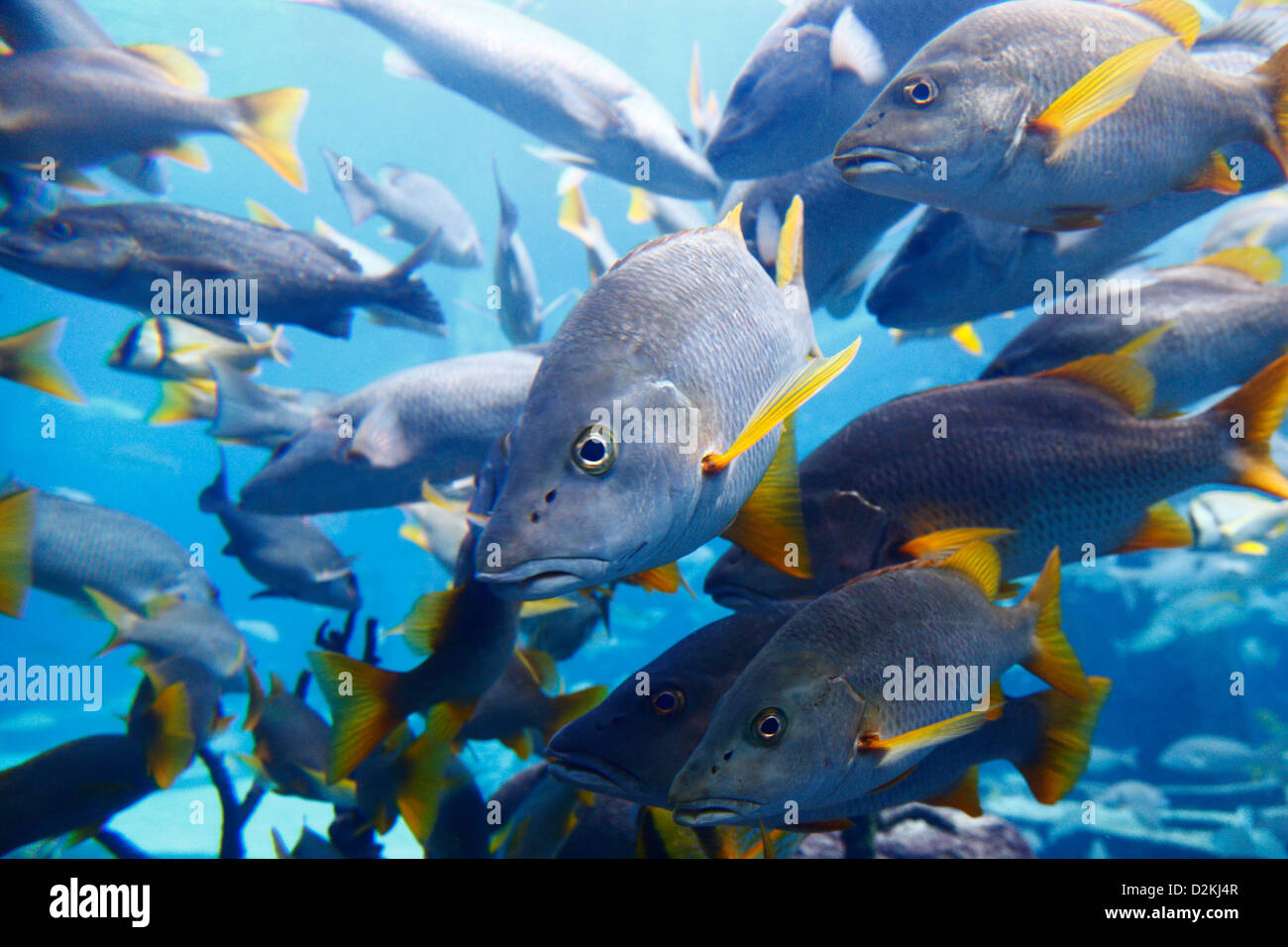 Underwater fish atlantis hi-res stock photography and images - Alamy