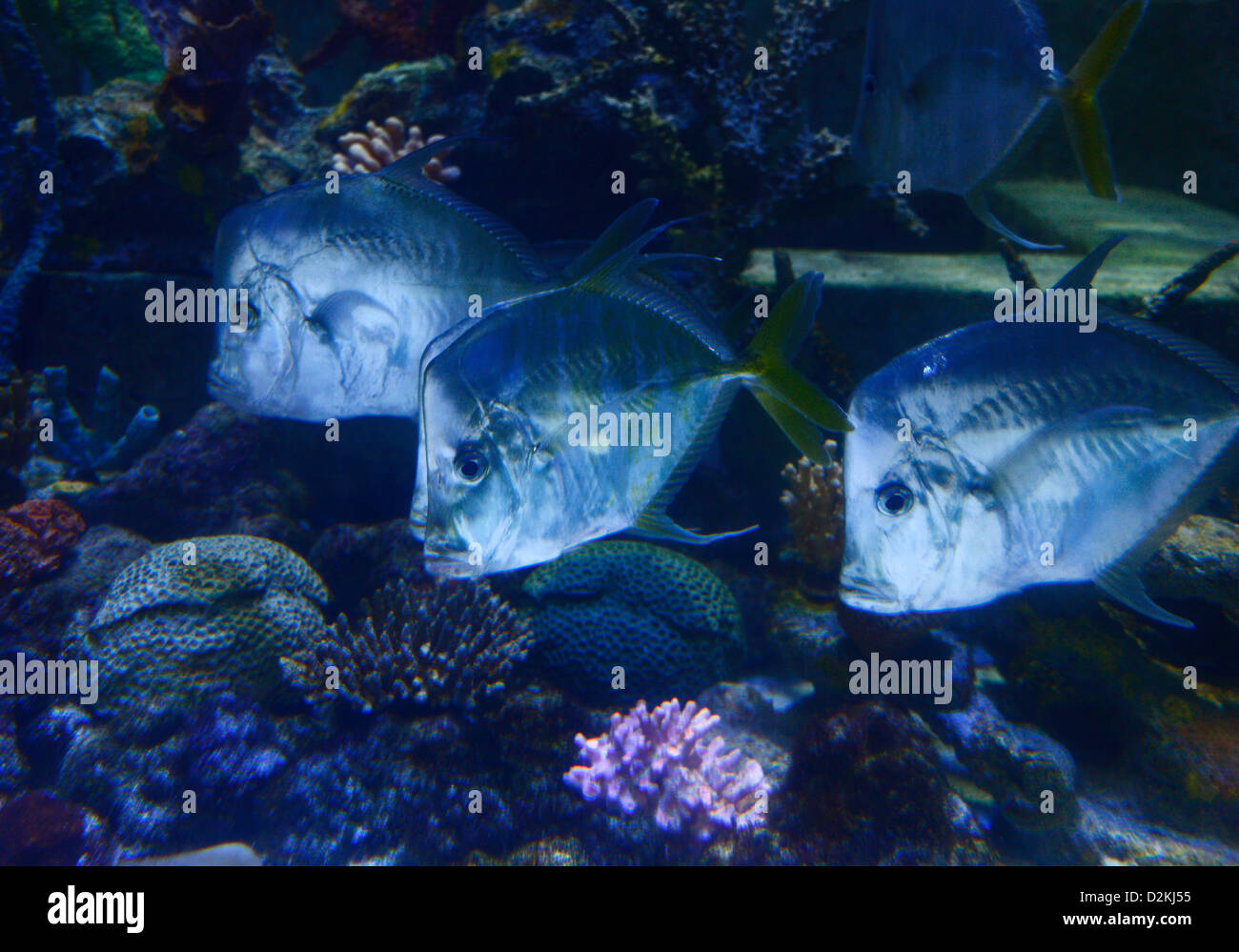 Tropical fish caribbean underwater hi-res stock photography and images ...